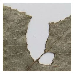 Herbarium specimens reveal changes in herbivory patterns | Harvard ...