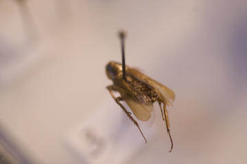 Insects | Harvard University Herbaria & Libraries