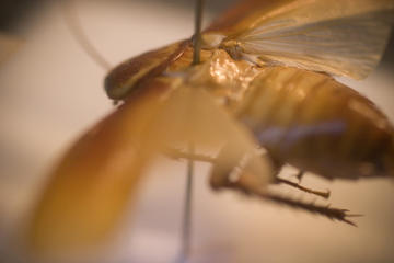 Insects | Harvard University Herbaria & Libraries